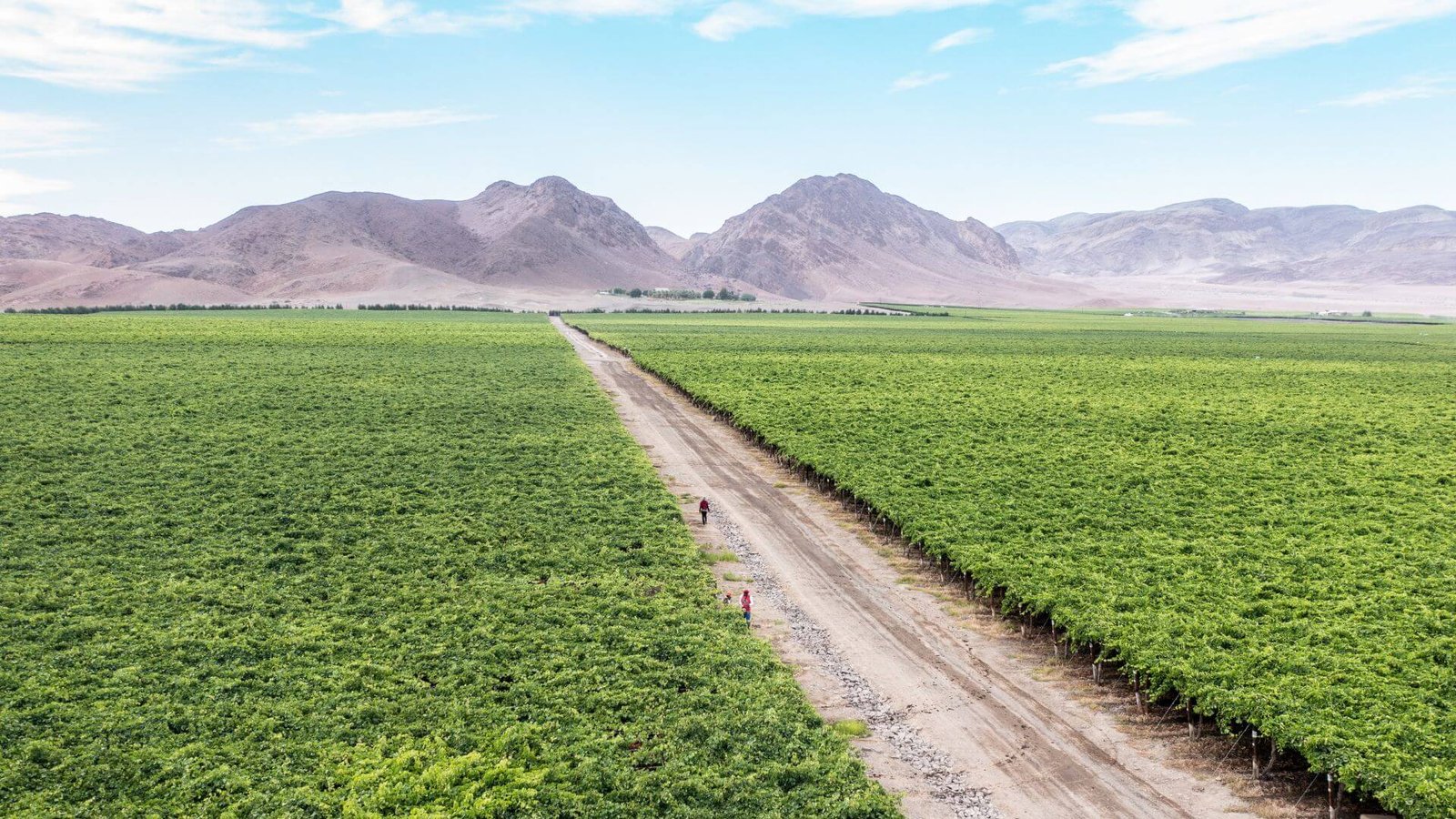 namibiagrapecompany.com