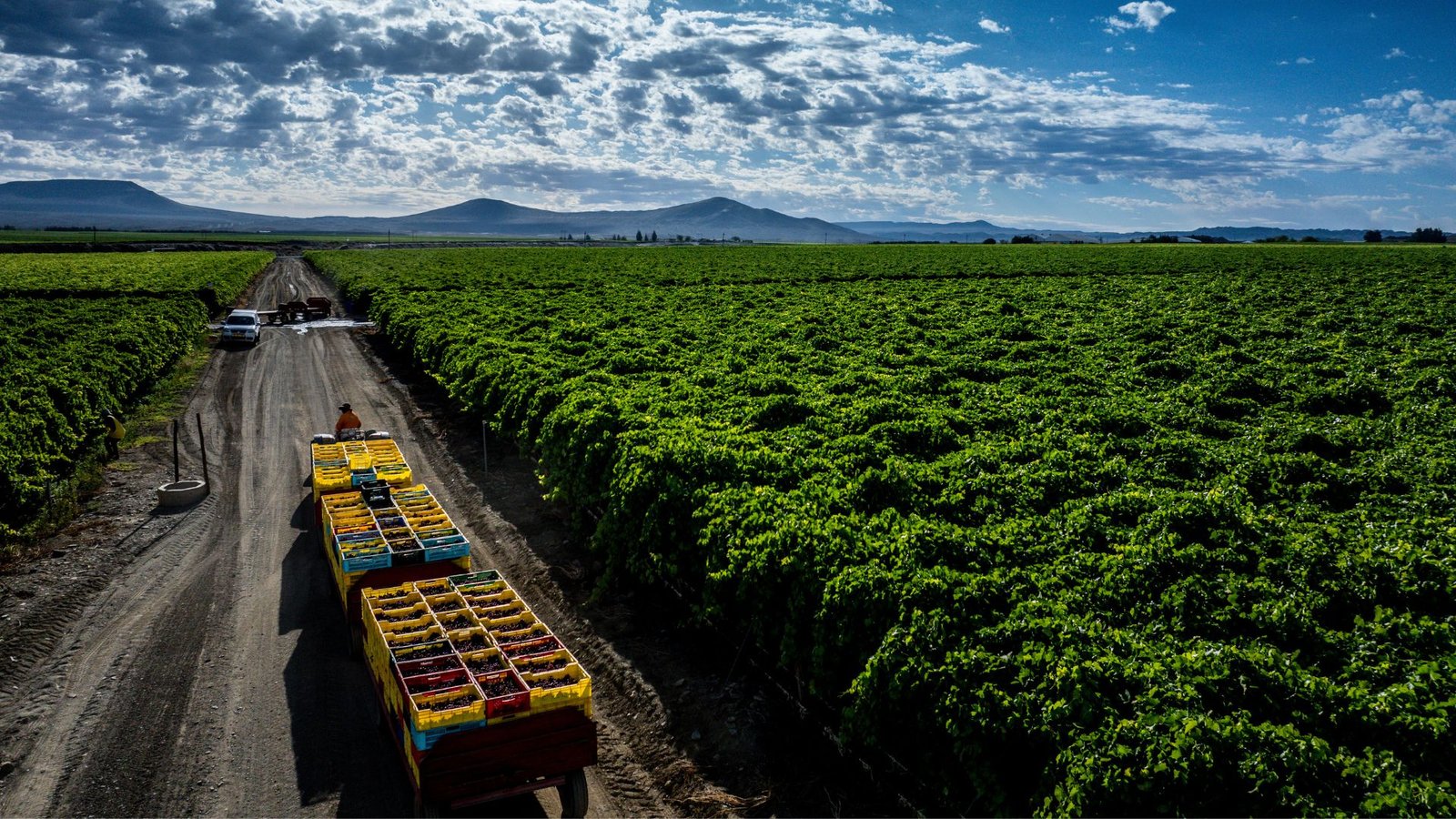 About – namibiagrapecompany.com